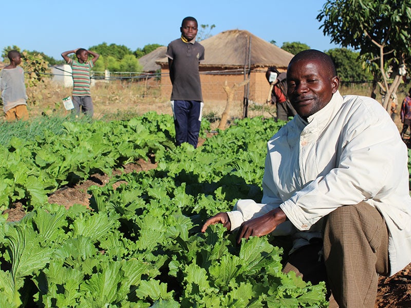 Growing Farmers through Vegetable Farming in Zambia